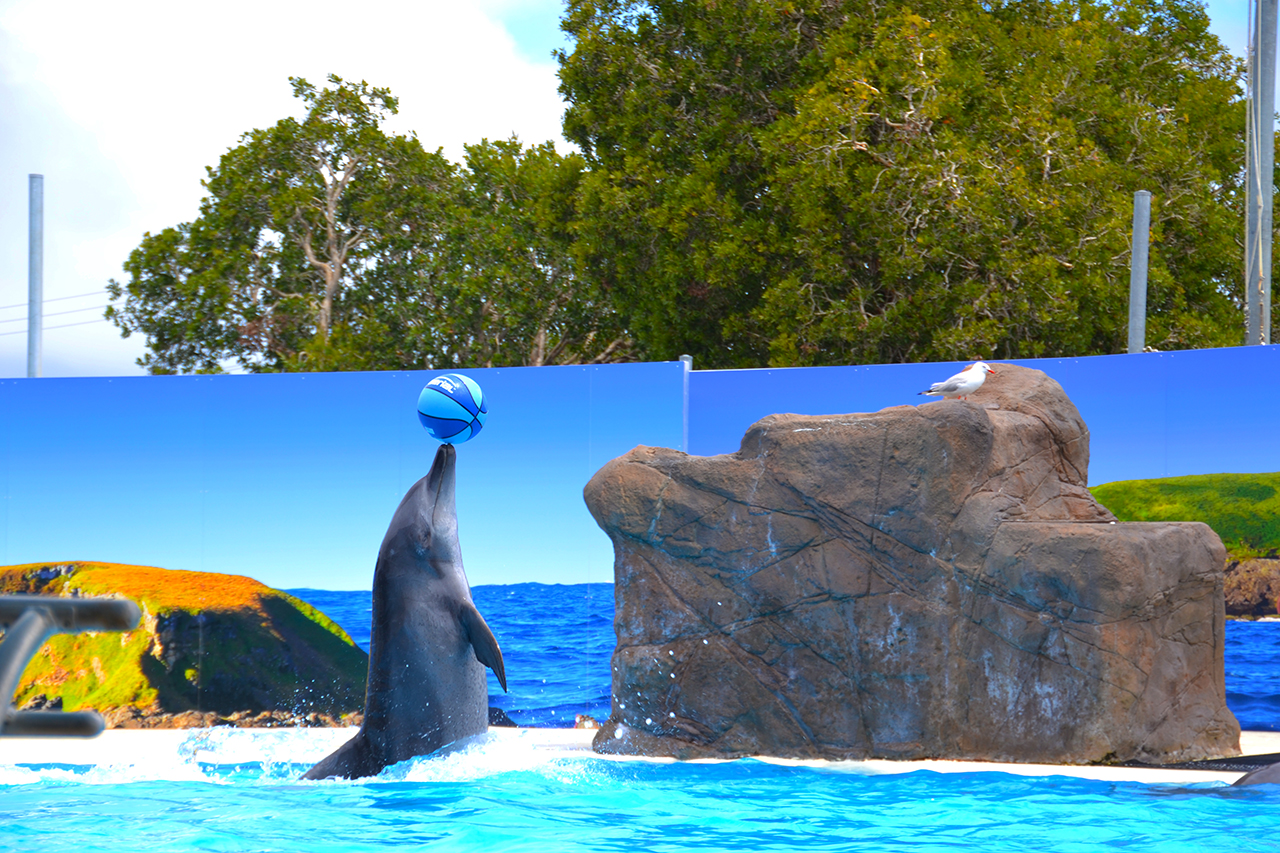 Dolphin Marine Magic | Nautilus Beachfront Villas & Spas